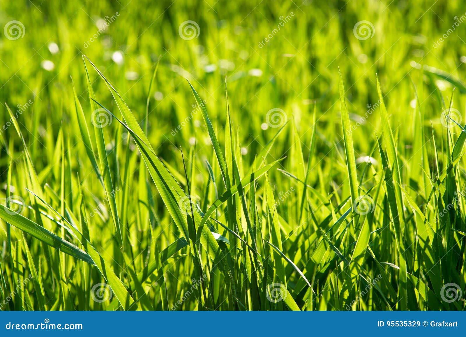 Fresh Green Grass in Sunlight Stock Image - Image of ground, pasture ...