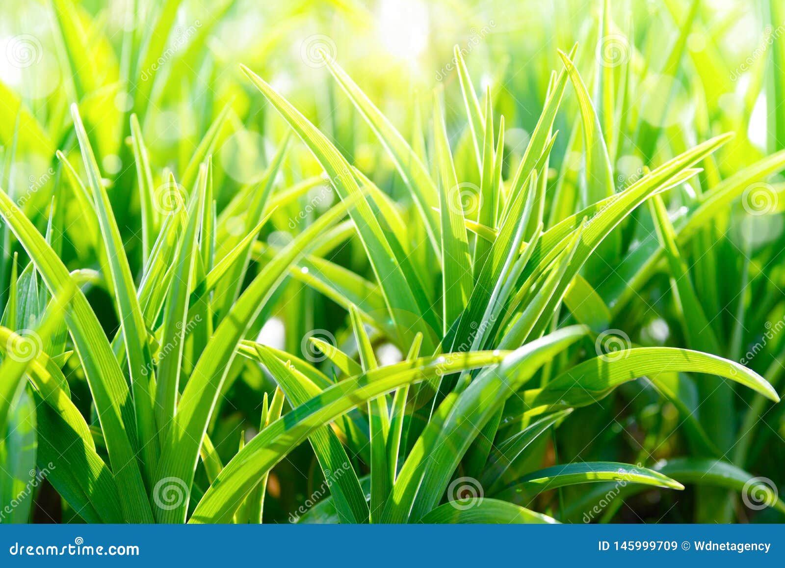 Greenery Abstract Background Stock Image - Image of abstract, close ...