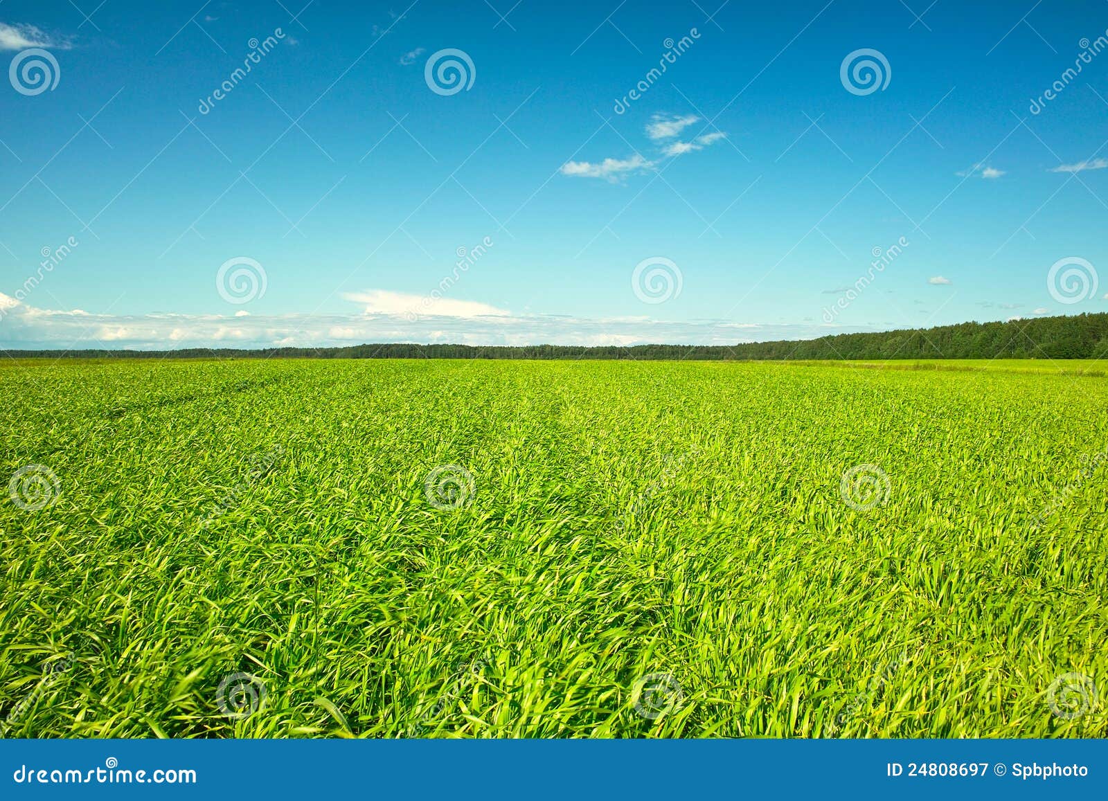 Fresh Green Grass on Sunny Field, Blue Sky Stock Image - Image of ...