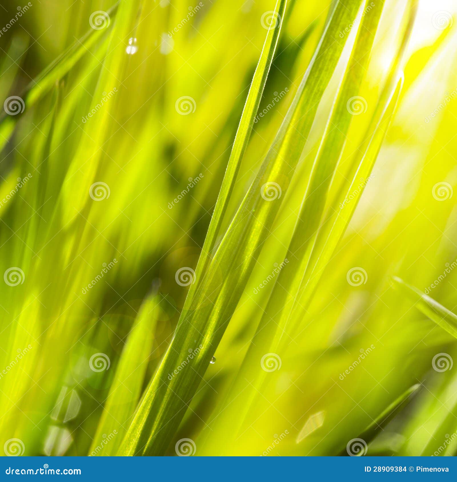 Fresh Green Grass in Sunshine Stock Photo - Image of grass, lush: 28909384