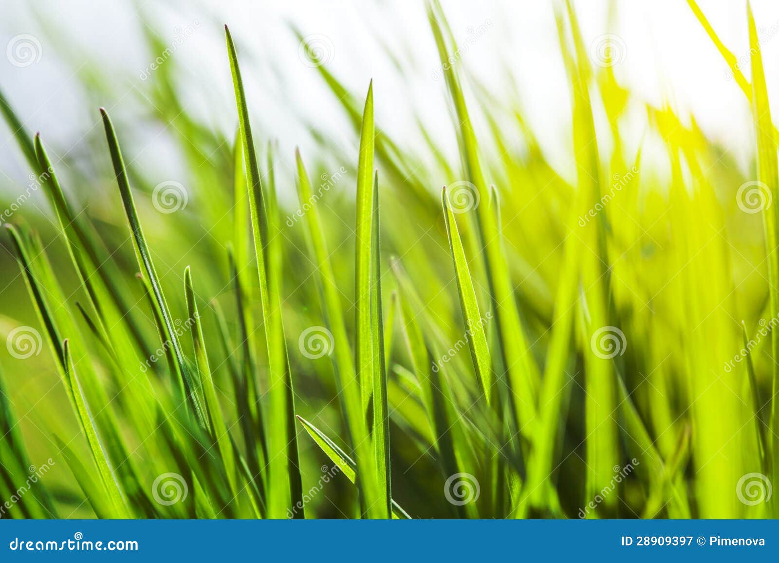Fresh Green Grass in Sunshine Stock Image - Image of biology, green ...