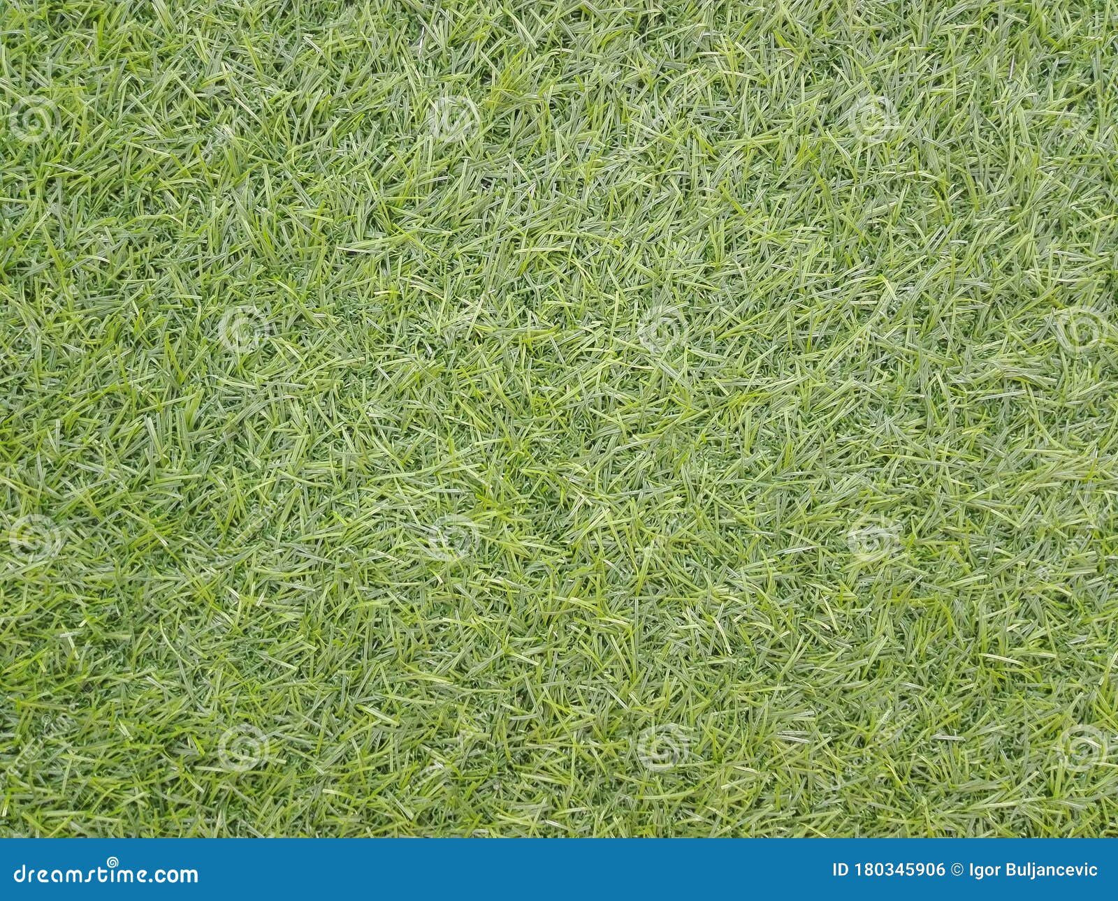 Fresh Green Grass Texture in the Spring Field. Stock Photo - Image of ...