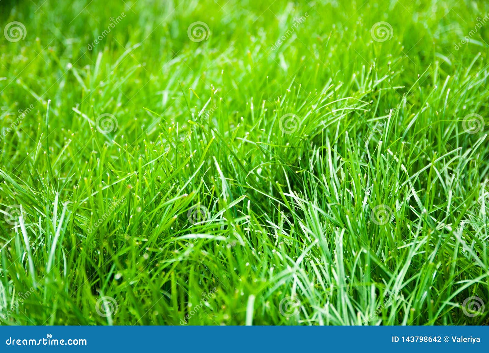 Fresh green grass stock photo. Image of growth, flora - 143798642