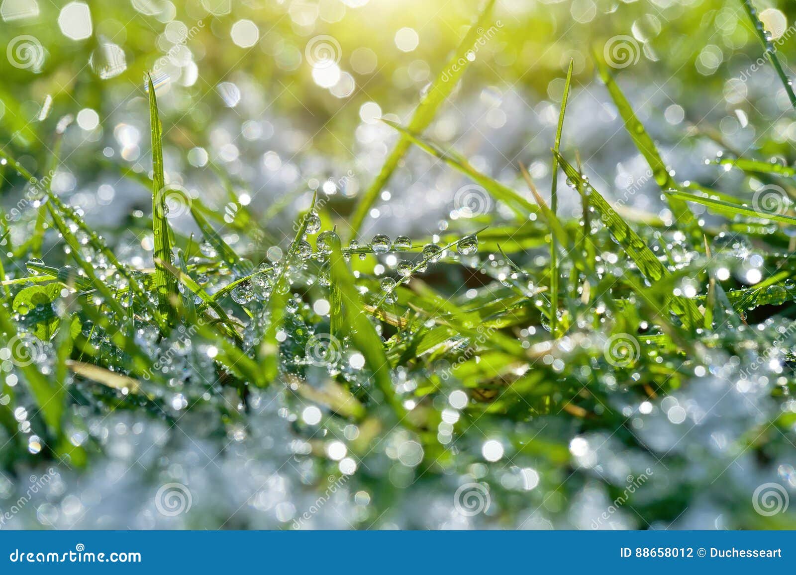Fresh Green Grass with Water Drops Stock Photo - Image of spring ...