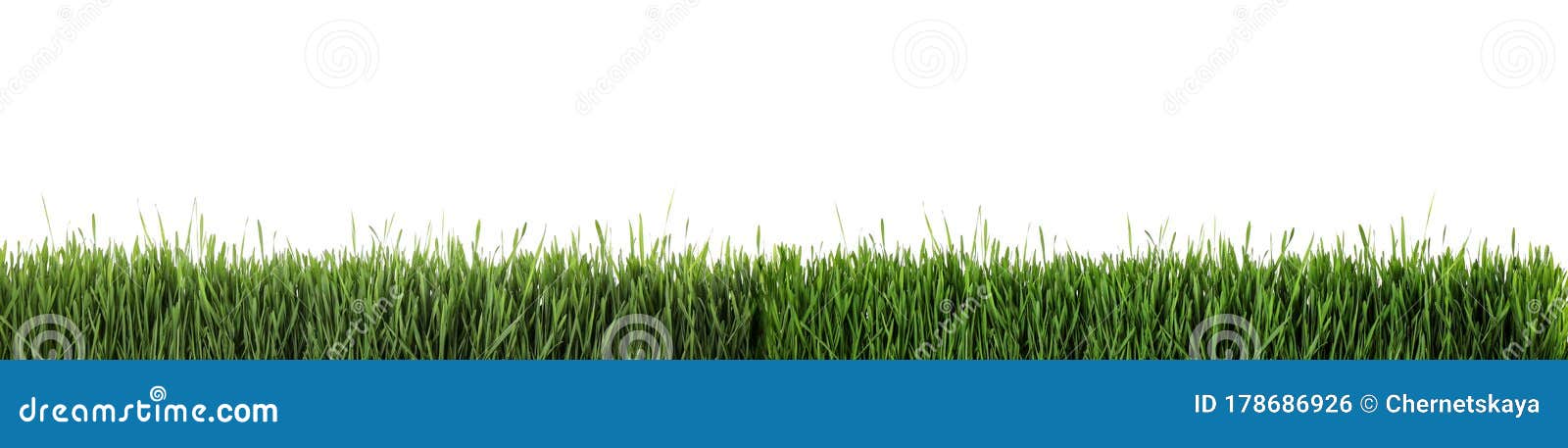 Fresh Green Grass on Background, Banner Design. Spring Season Stock ...