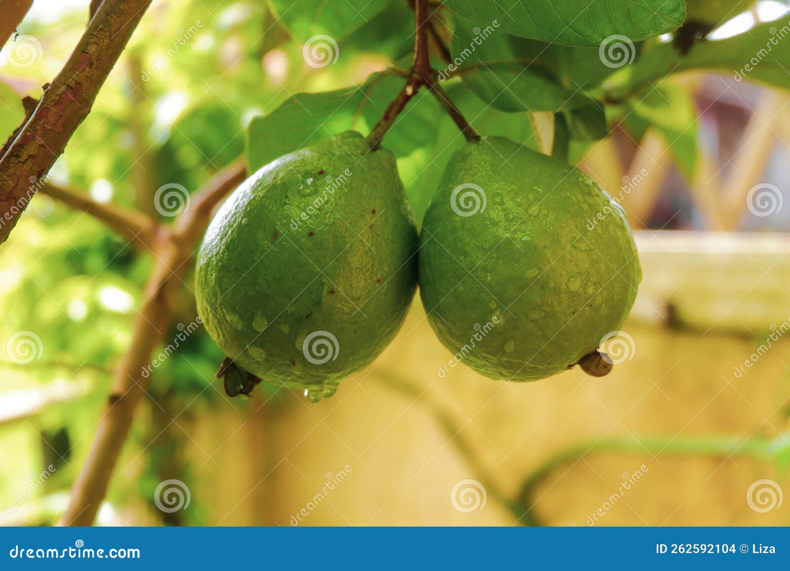 2 fresh guava fruit stock photo. Image of green, guava - 262592104