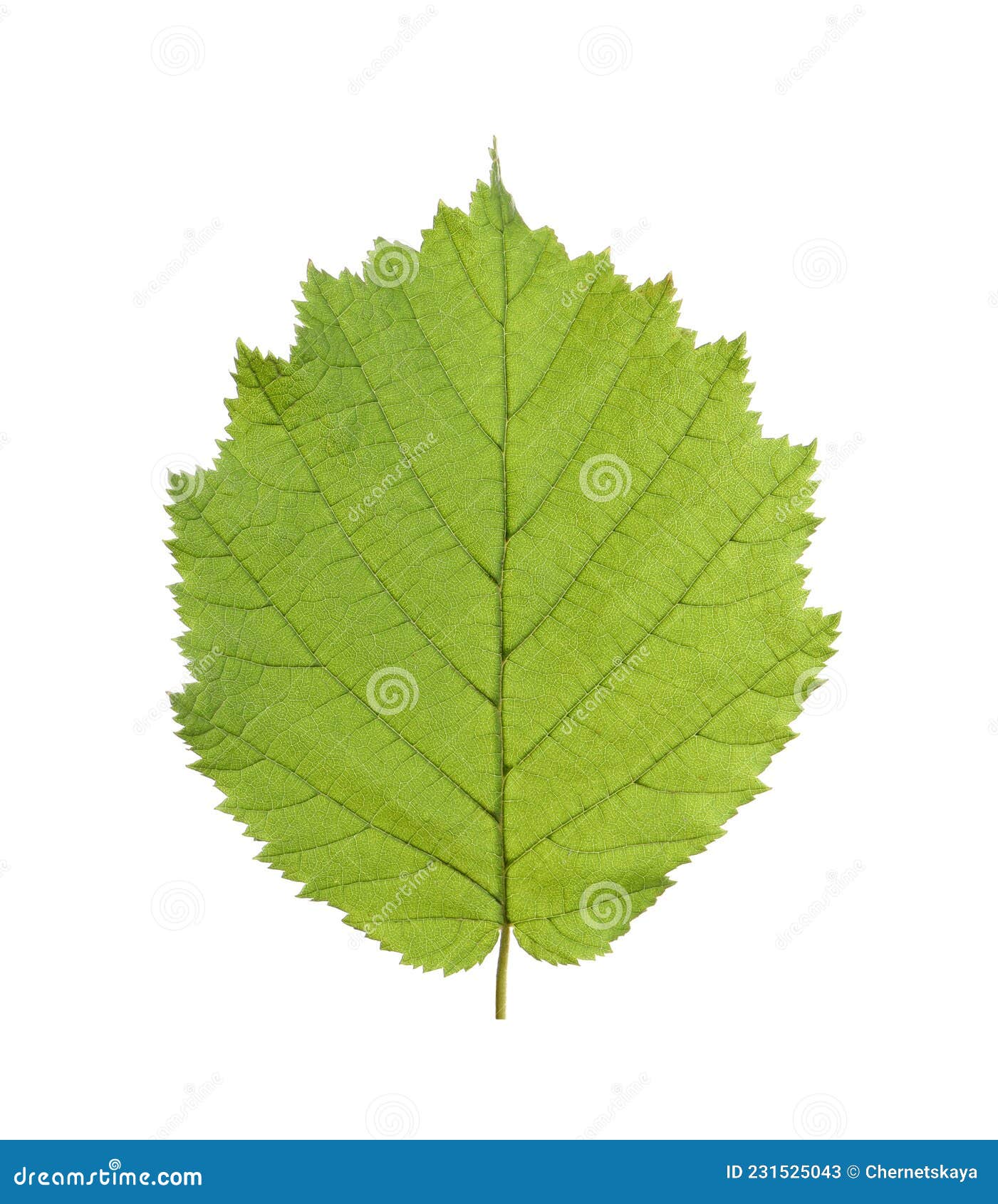 Fresh Green Hazel Leaf Isolated on White Stock Image - Image of flora ...