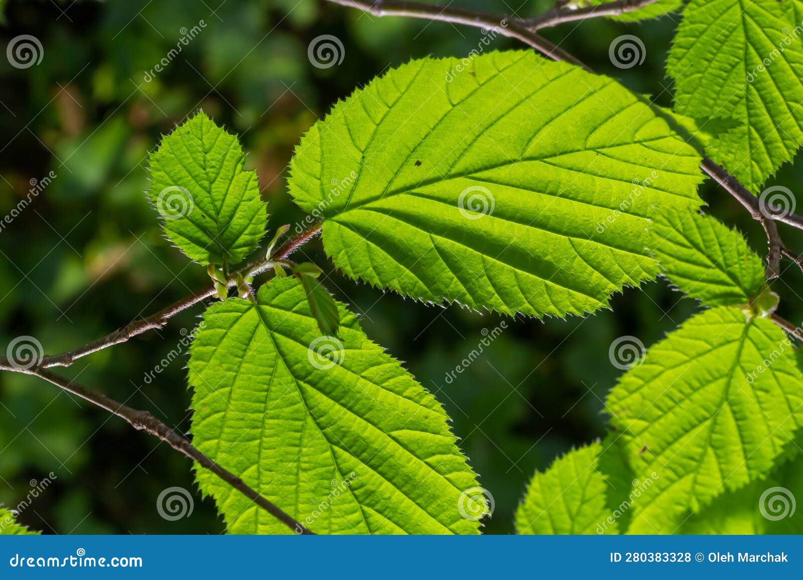 Fresh Green Hazel Leaves Close Up on Branch of Tree in Spring with ...