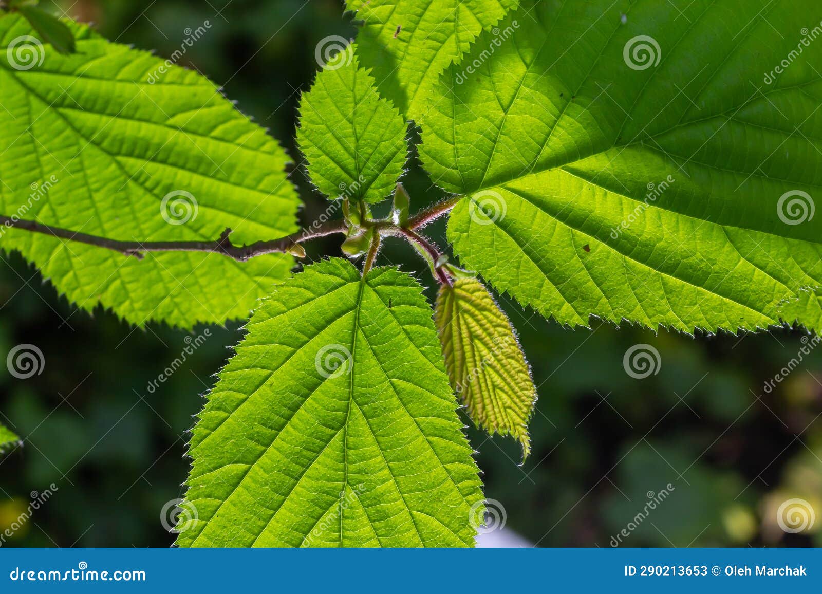 Fresh Green Hazel Leaves Close Up on Branch of Tree in Spring with ...