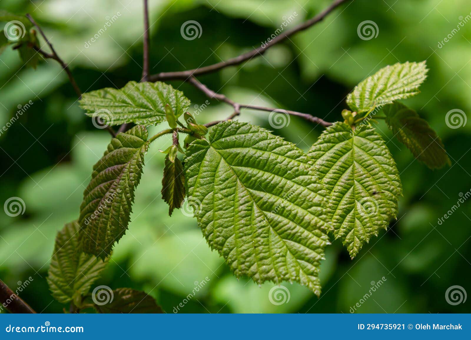 Fresh Green Hazel Leaves Close Up on Branch of Tree in Spring with ...