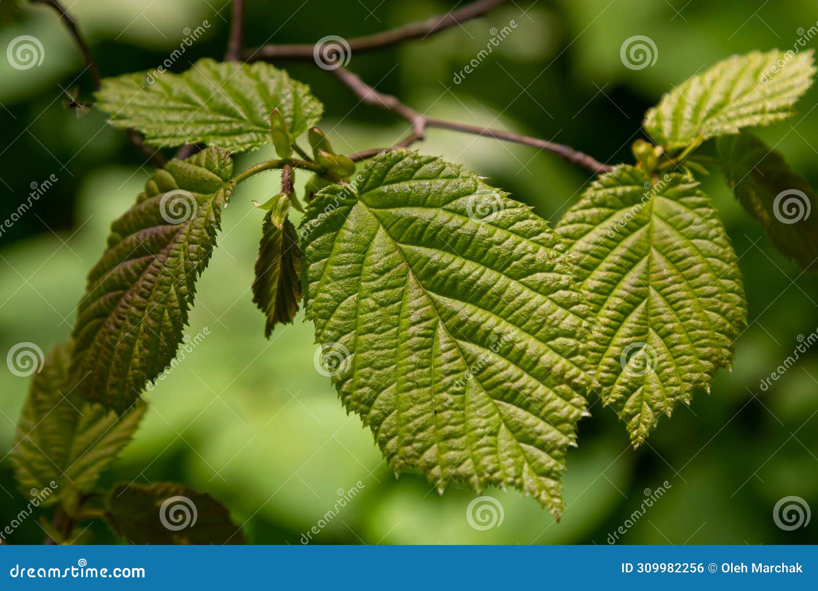 Fresh Green Hazel Leaves Close Up on Branch of Tree in Spring with ...