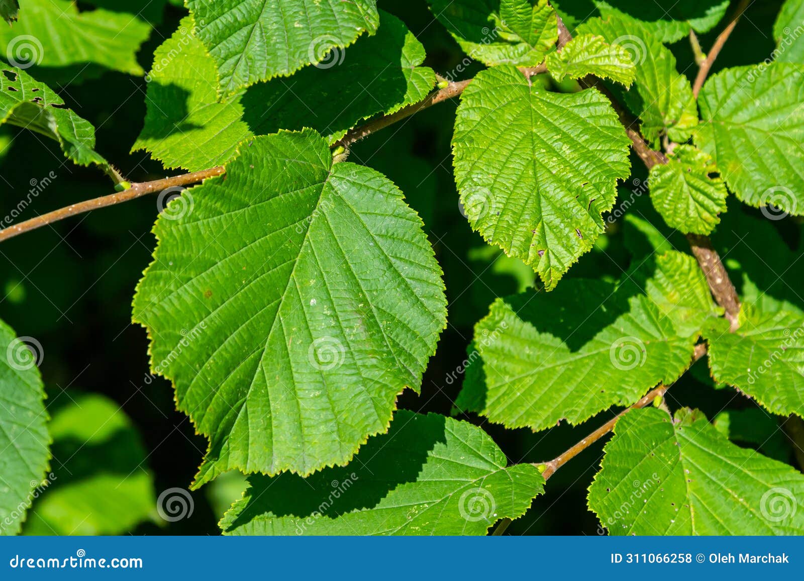 Fresh Green Hazel Leaves Close Up on Branch of Tree in Spring with ...