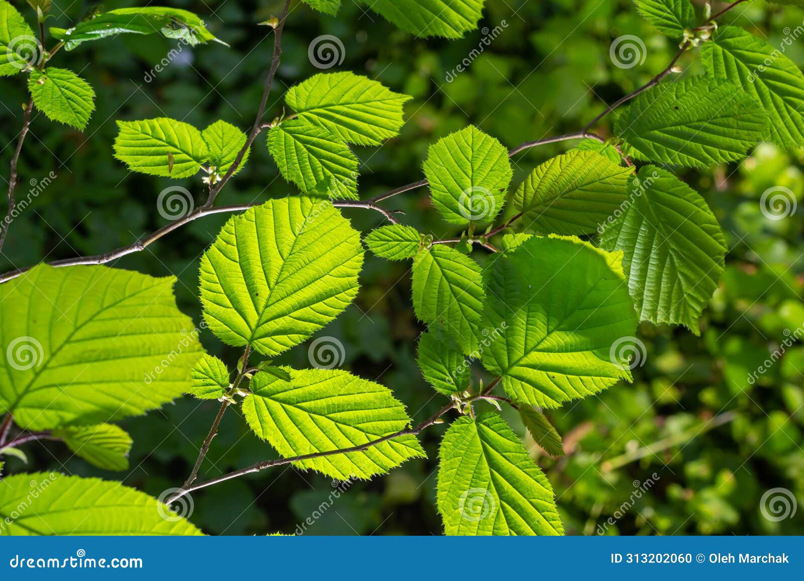 Fresh Green Hazel Leaves Close Up on Branch of Tree in Spring with ...