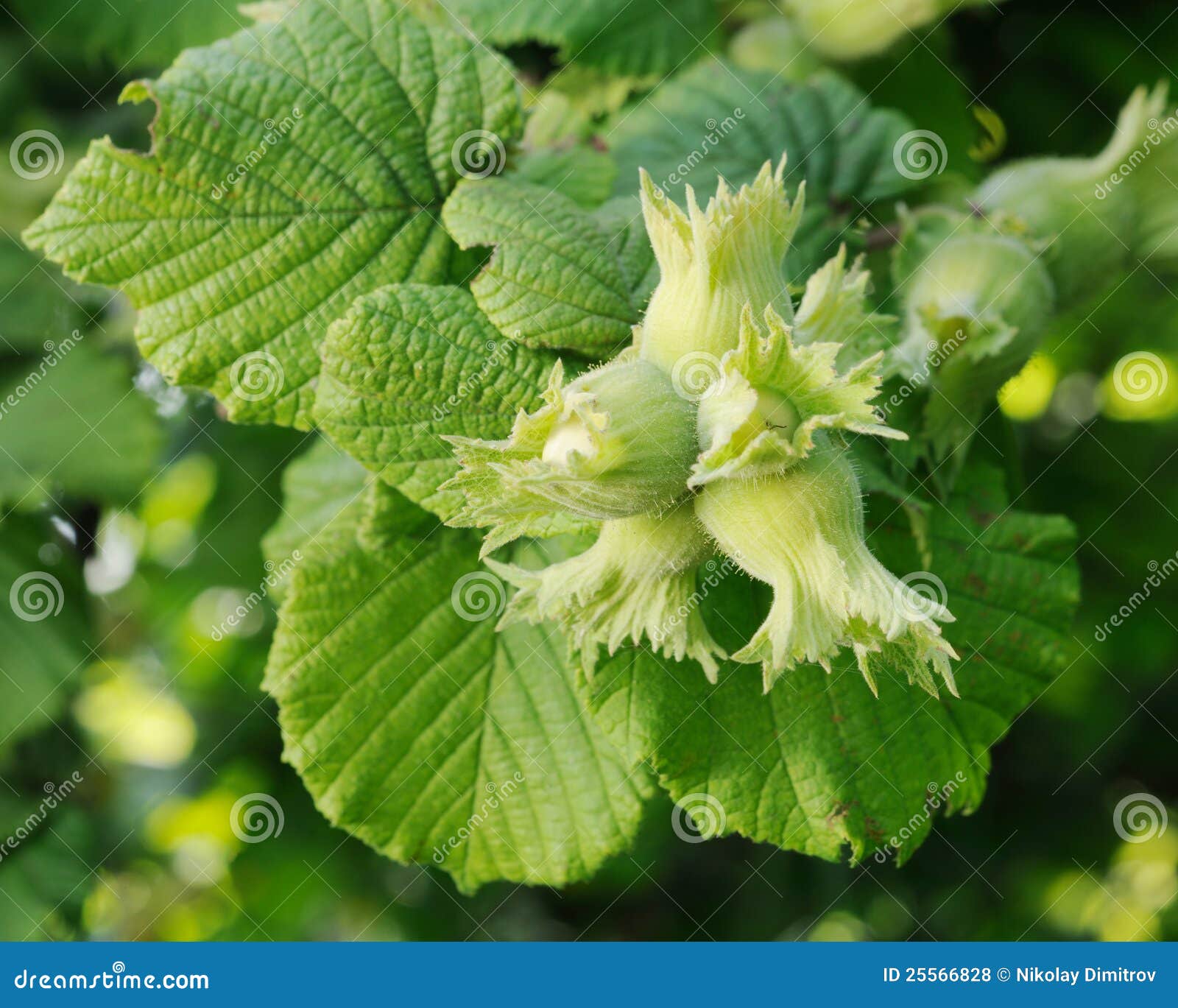Fresh green hazelnuts stock photo. Image of fresh, hazelnut - 25566828
