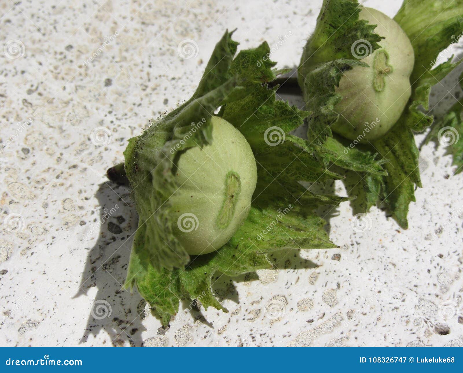 Fresh Green Hazelnuts on the Floor Just Hand Picked from the Tree Stock ...