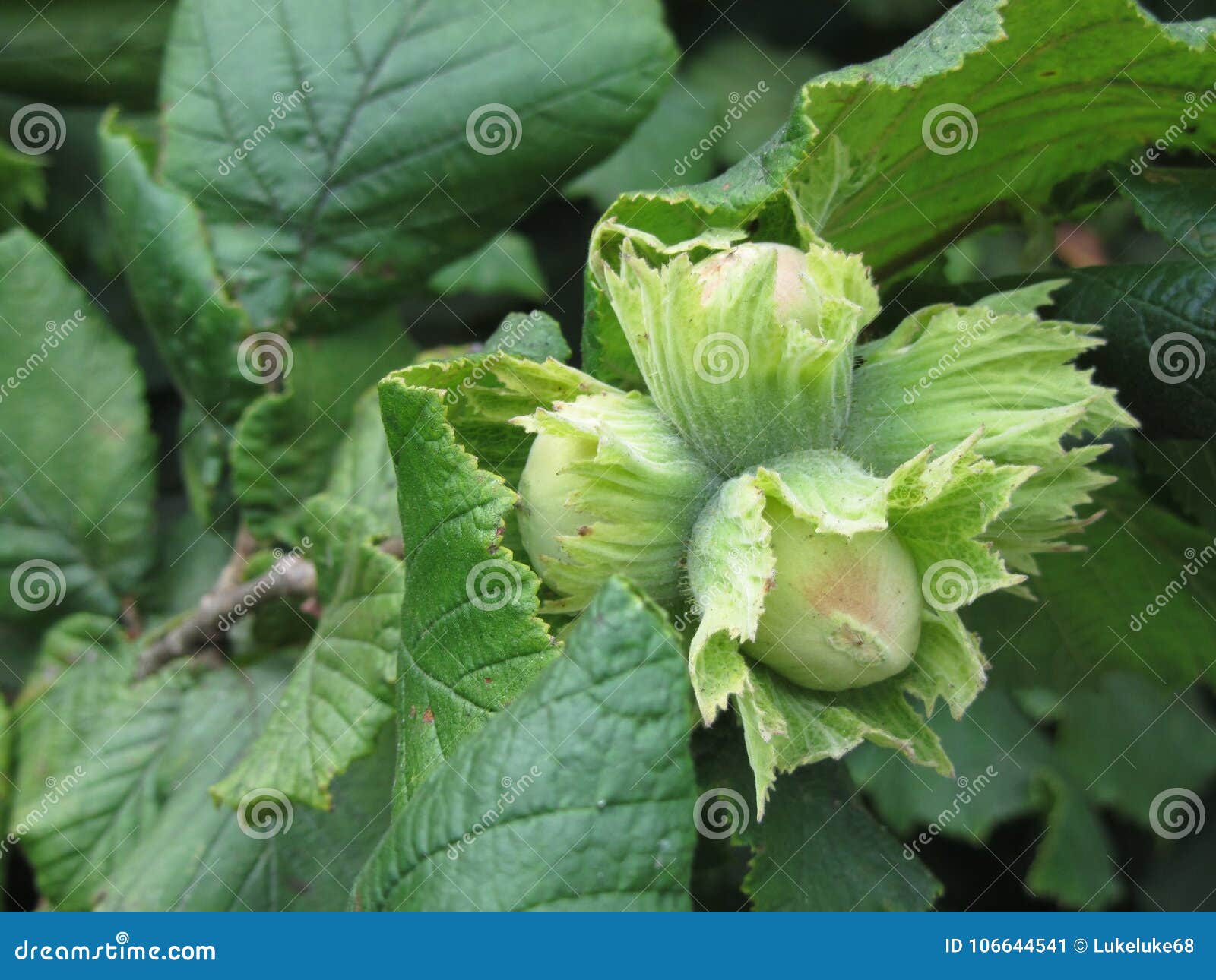 Fresh Green Hazelnuts are Growing on the Tree Corylus Avellana Stock ...