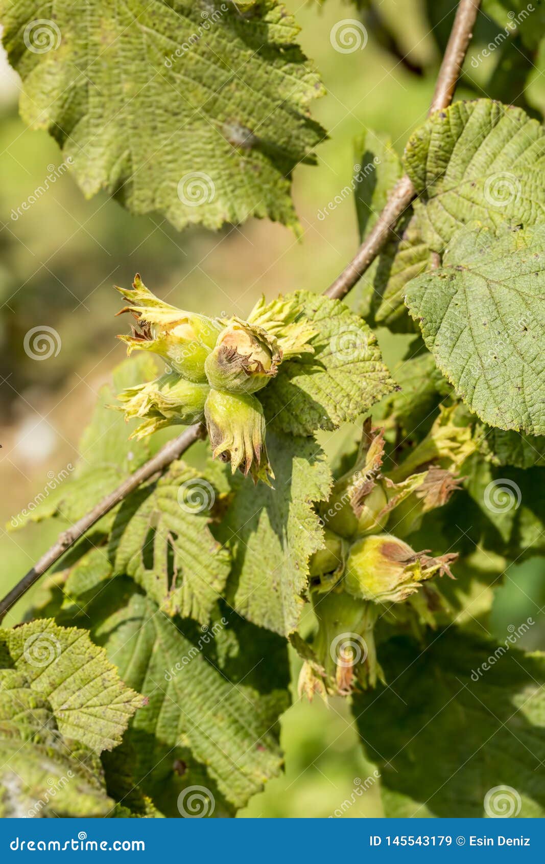 Fresh Green Hazelnuts are Growing on the Tree, Turkey / Ordu Stock ...