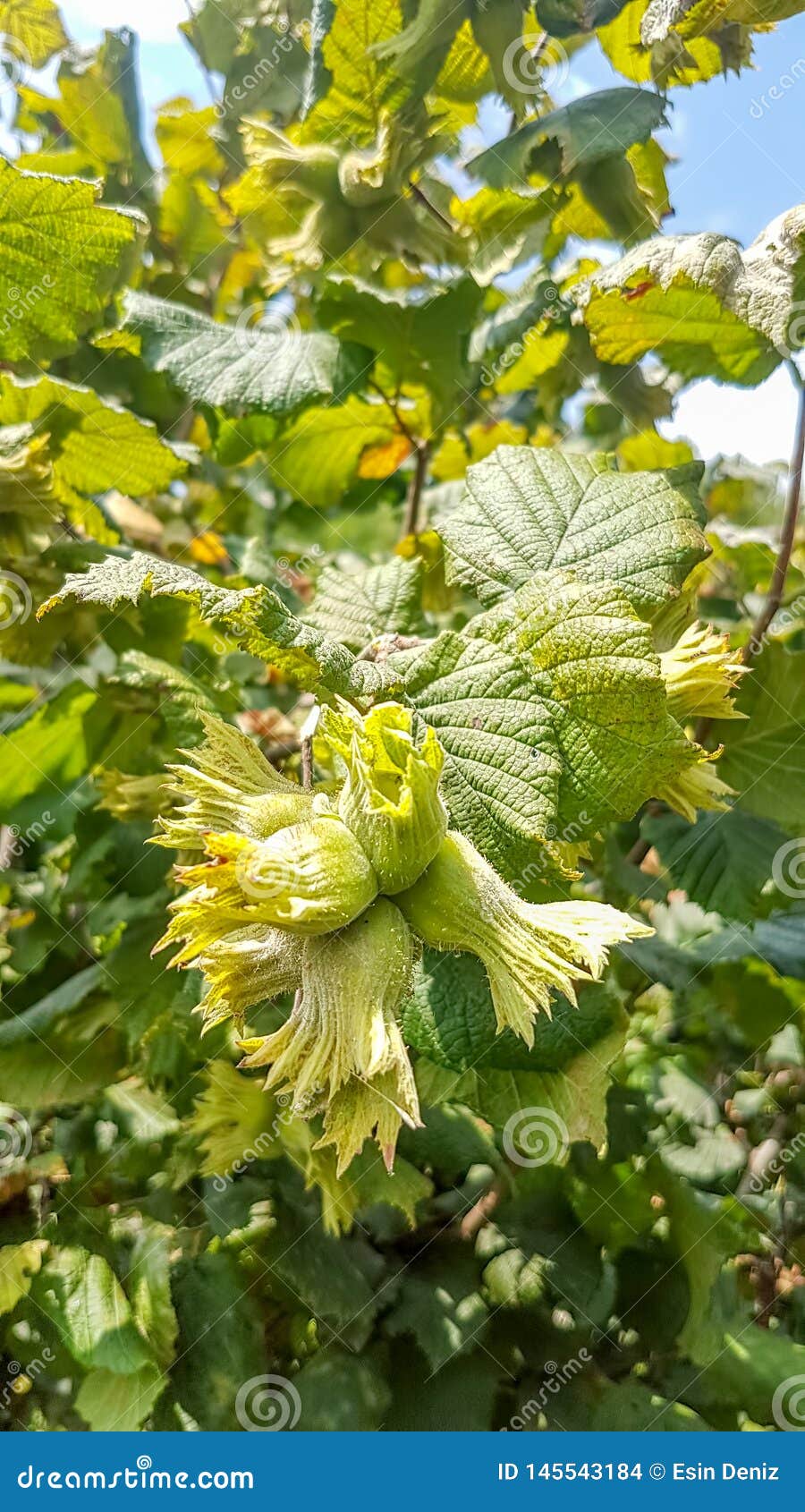 Fresh Green Hazelnuts are Growing on the Tree, Turkey / Ordu Stock ...