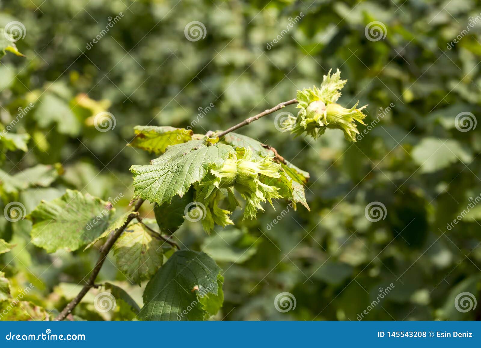 Fresh Green Hazelnuts are Growing on the Tree, Turkey / Ordu Stock ...