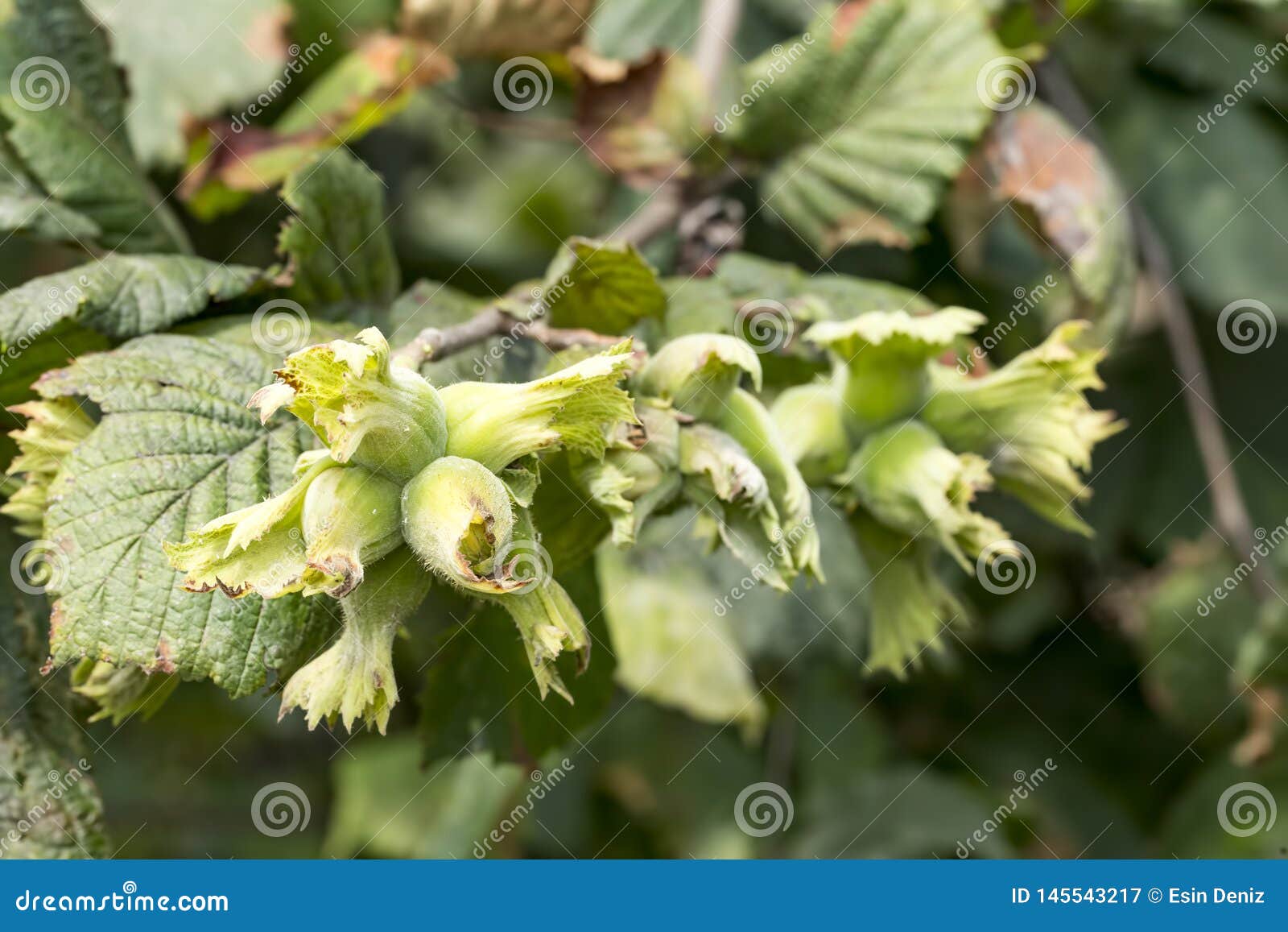 Fresh Green Hazelnuts are Growing on the Tree, Turkey / Ordu Stock ...