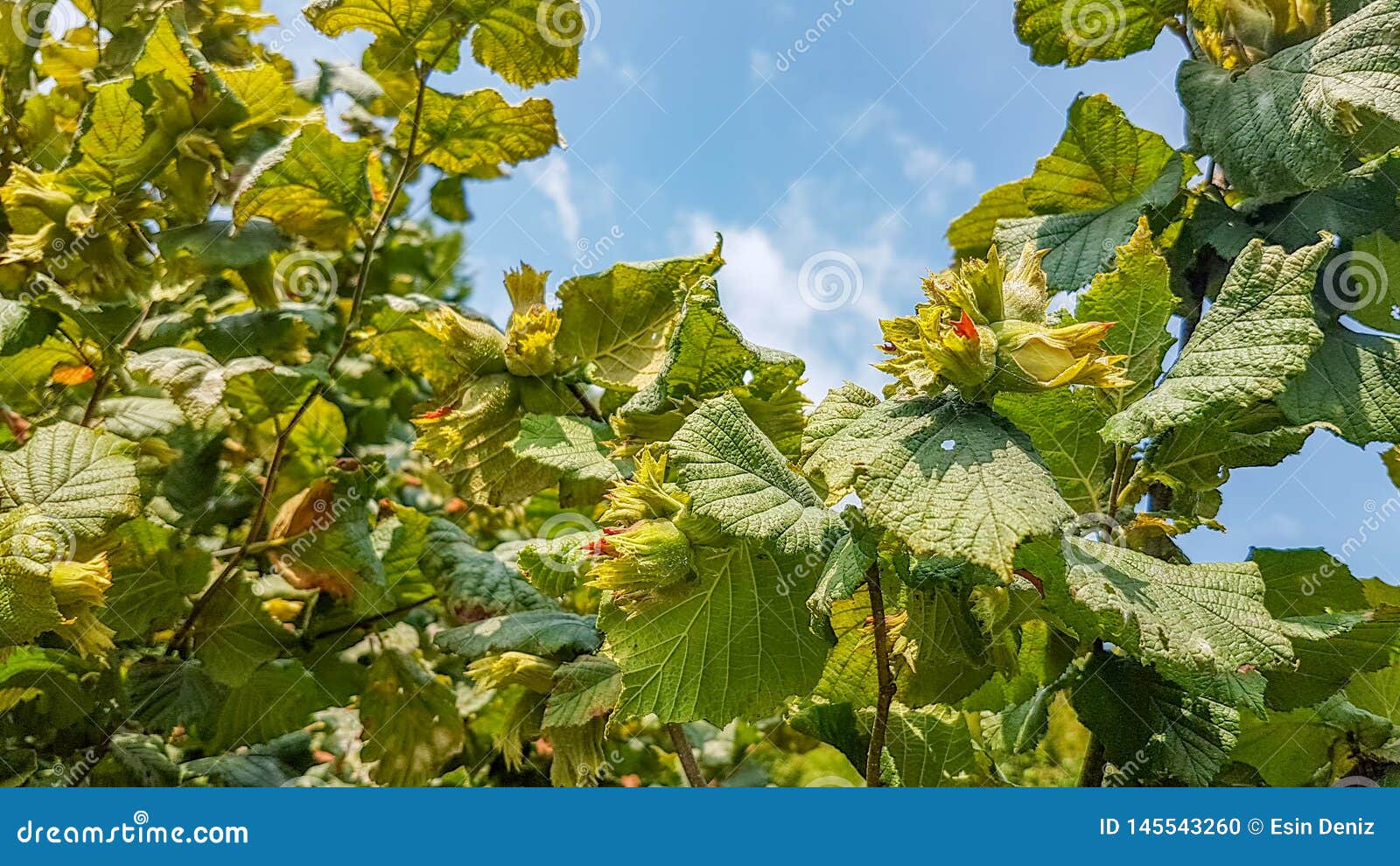 Fresh Green Hazelnuts are Growing on the Tree, Turkey / Ordu Stock ...