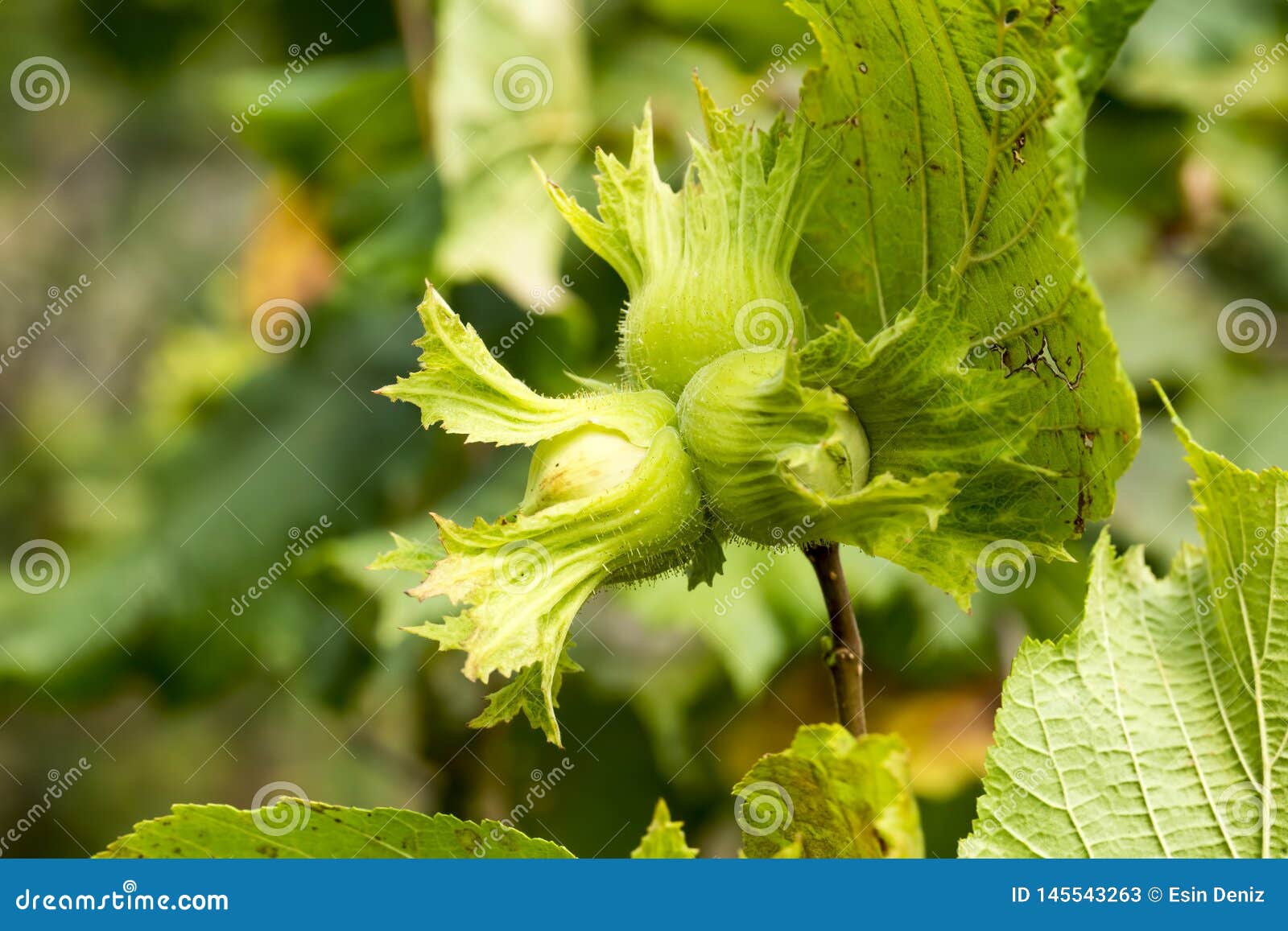 Fresh Green Hazelnuts are Growing on the Tree, Turkey / Ordu Stock ...