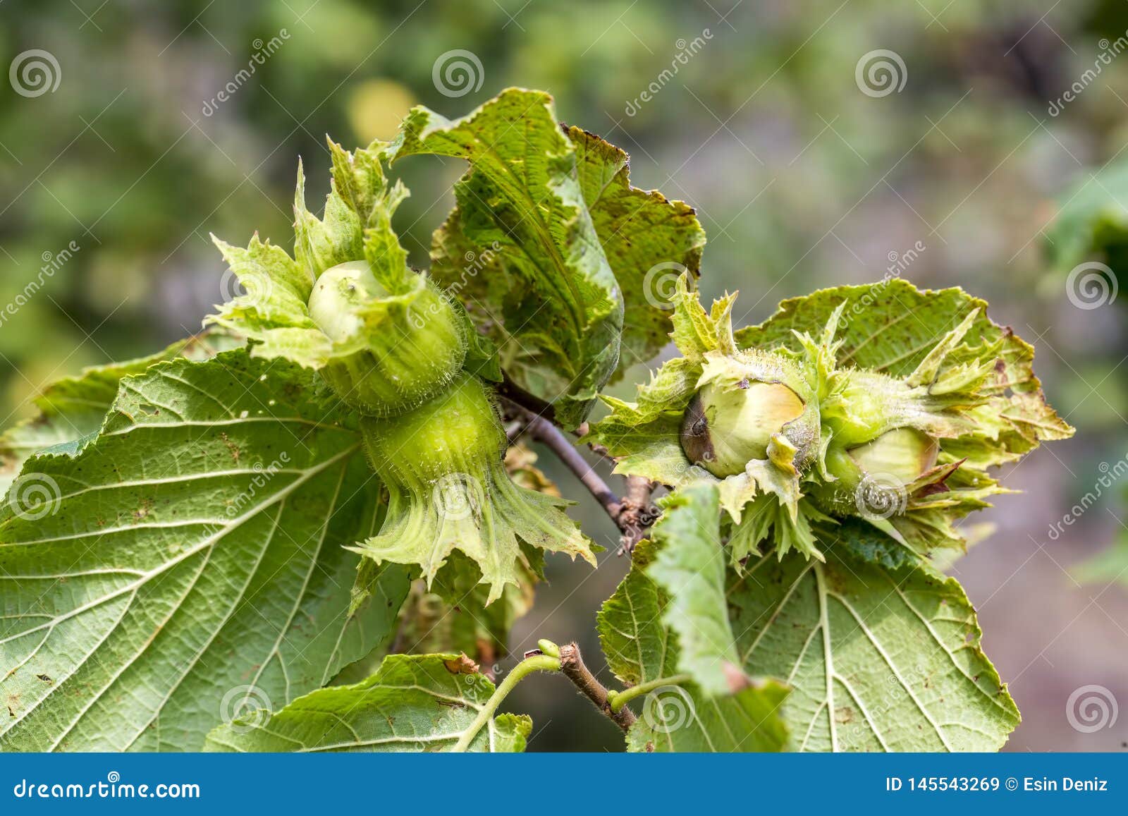 Fresh Green Hazelnuts are Growing on the Tree, Turkey / Ordu Stock ...