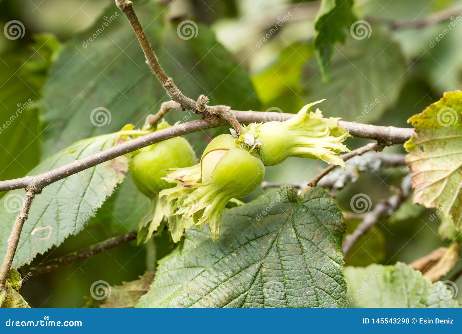 Fresh Green Hazelnuts are Growing on the Tree, Turkey / Ordu Stock ...