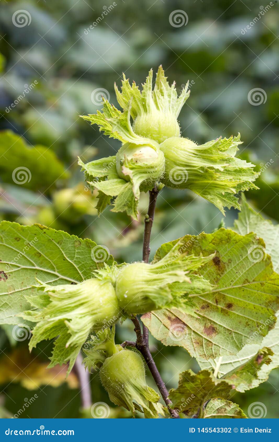 Fresh Green Hazelnuts are Growing on the Tree, Turkey / Ordu Stock ...