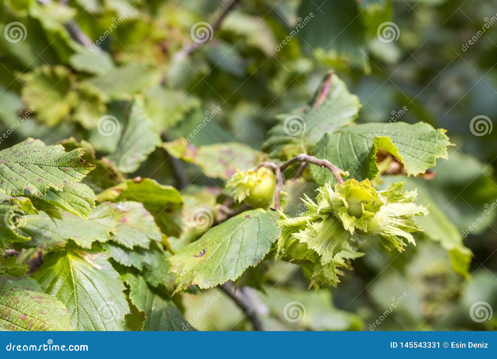 Fresh Green Hazelnuts are Growing on the Tree, Turkey / Ordu Stock ...