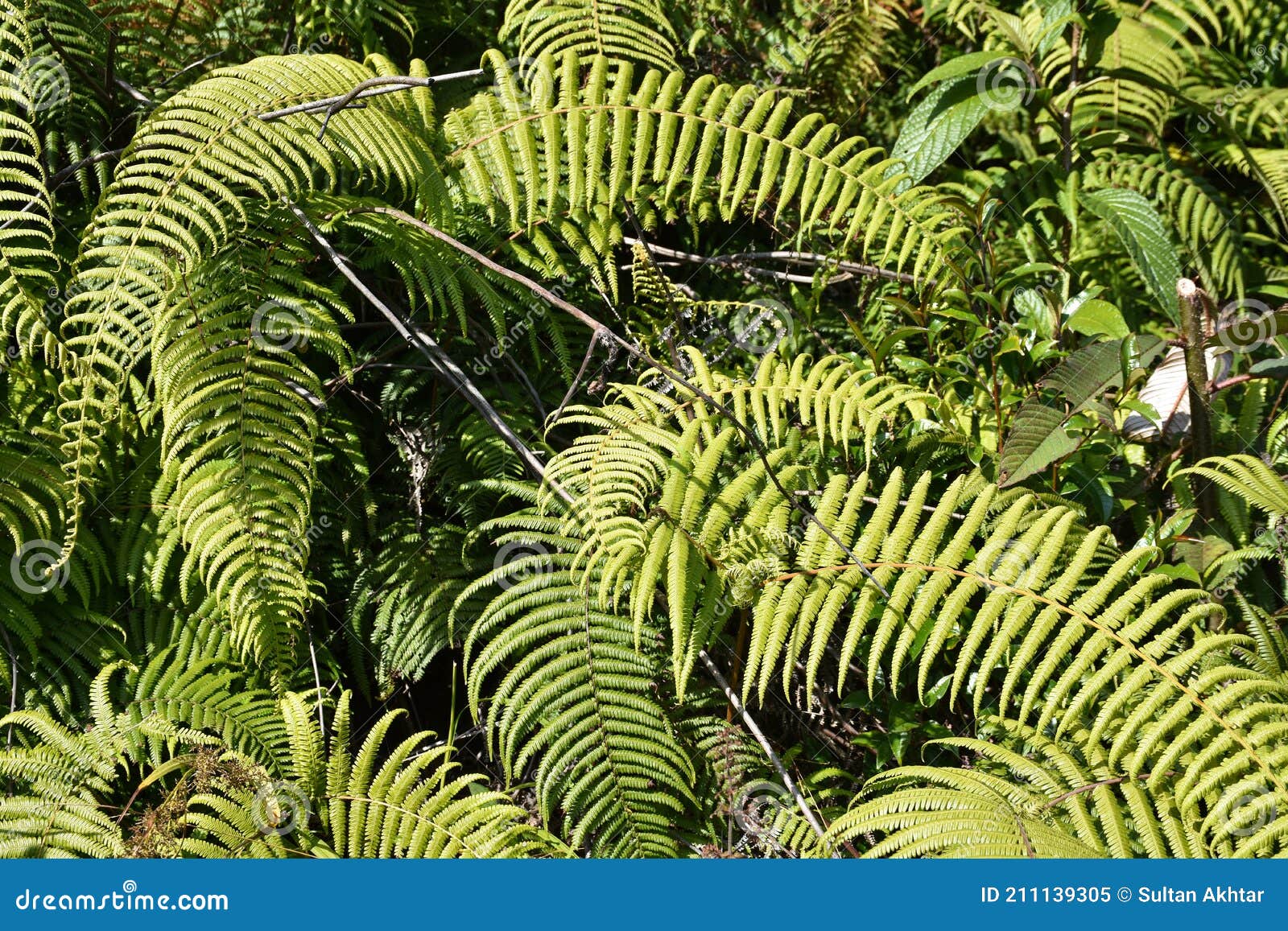 FRESH and GREEN HIMALAYAN FERN Stock Image - Image of background ...