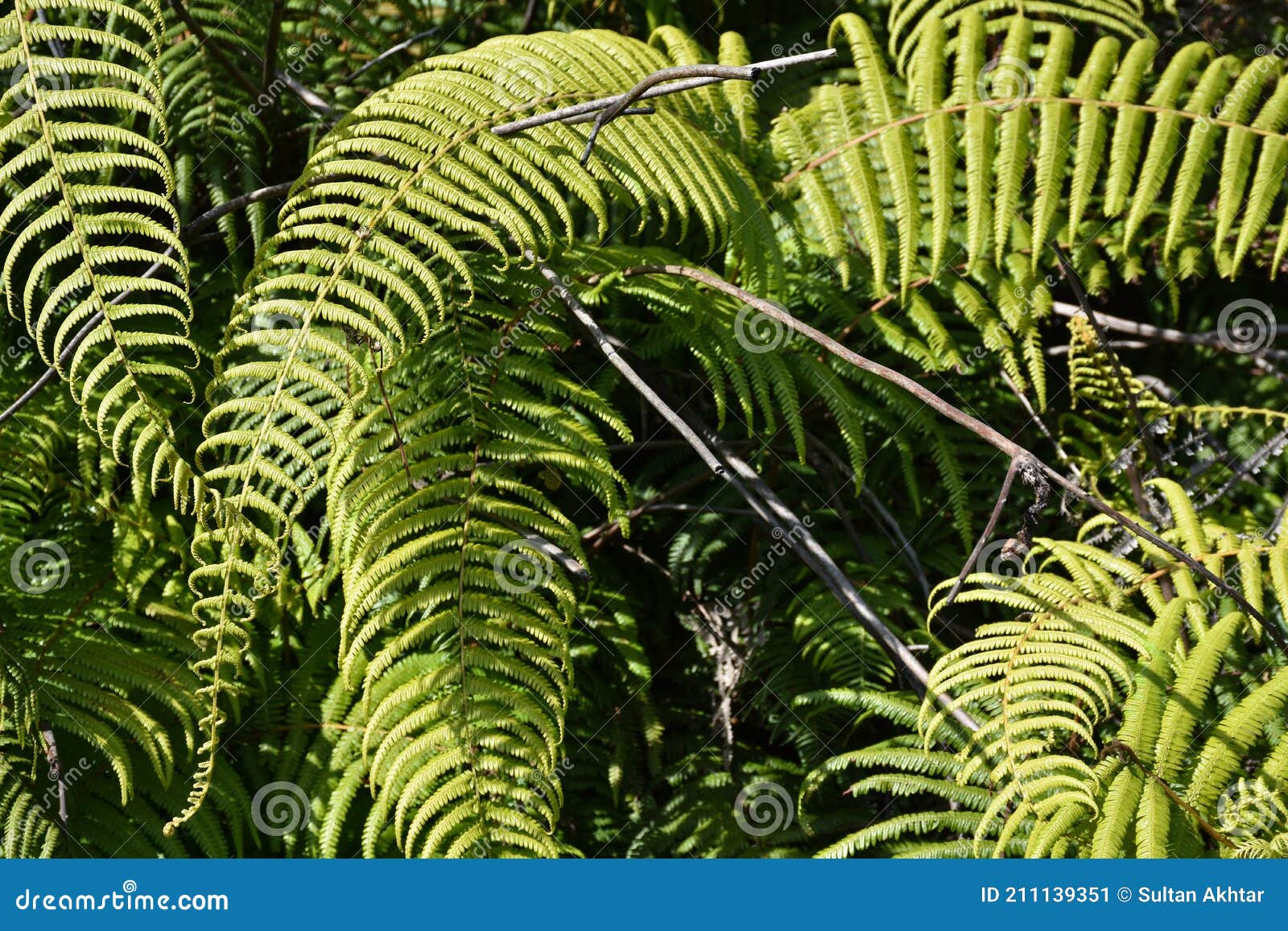 FRESH and GREEN HIMALAYAN FERN Stock Image - Image of forest, journey ...