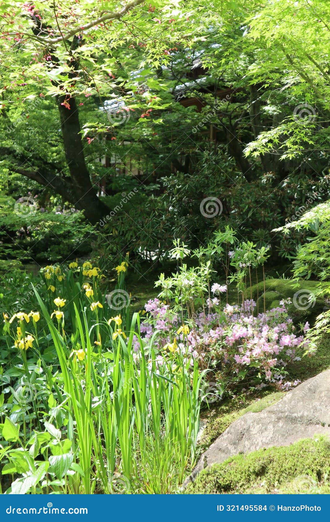Fresh Green in Hogon-in Temple, Kyoto, Japan Editorial Stock Image ...