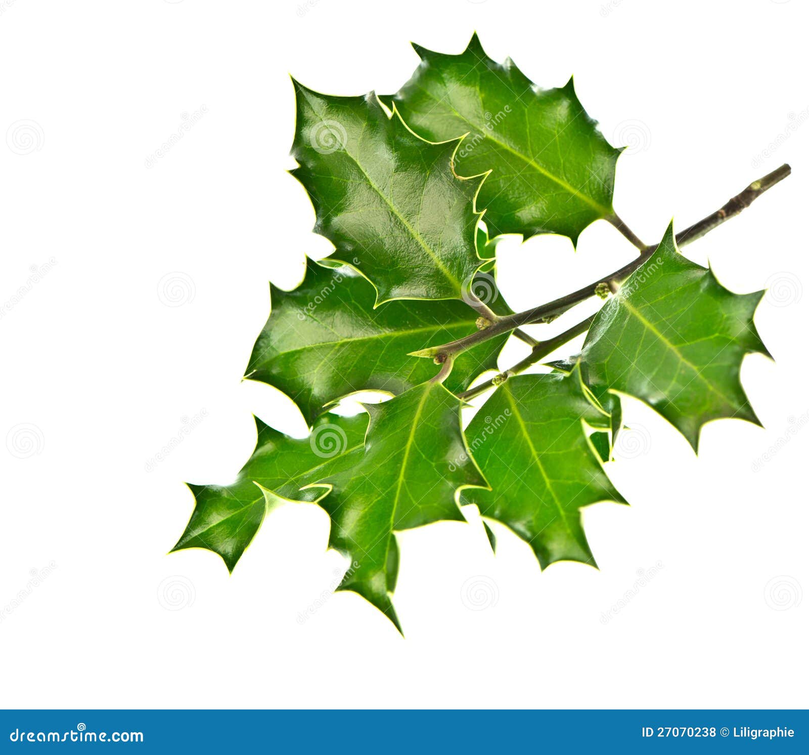 Fresh Green Holly Twig on White Background Stock Photo - Image of ...