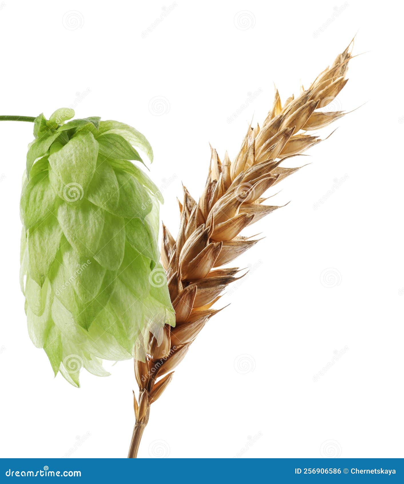 Fresh Green Hop and Dry Ear of Wheat on White Background Stock Photo ...