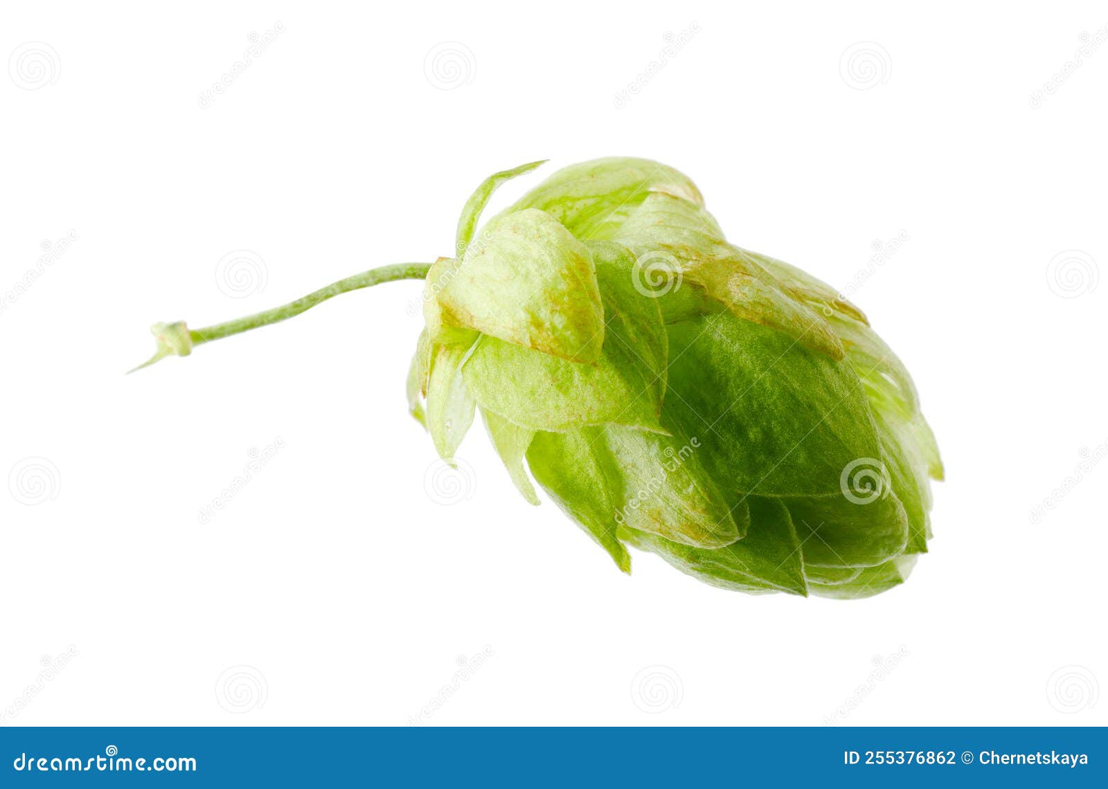 Fresh Green Hop Flower Isolated on White Stock Photo - Image of ...