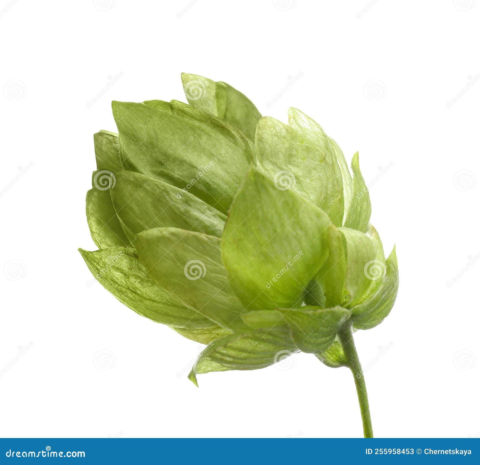 Fresh Green Hop Flower Isolated on White Stock Image - Image of herbal ...