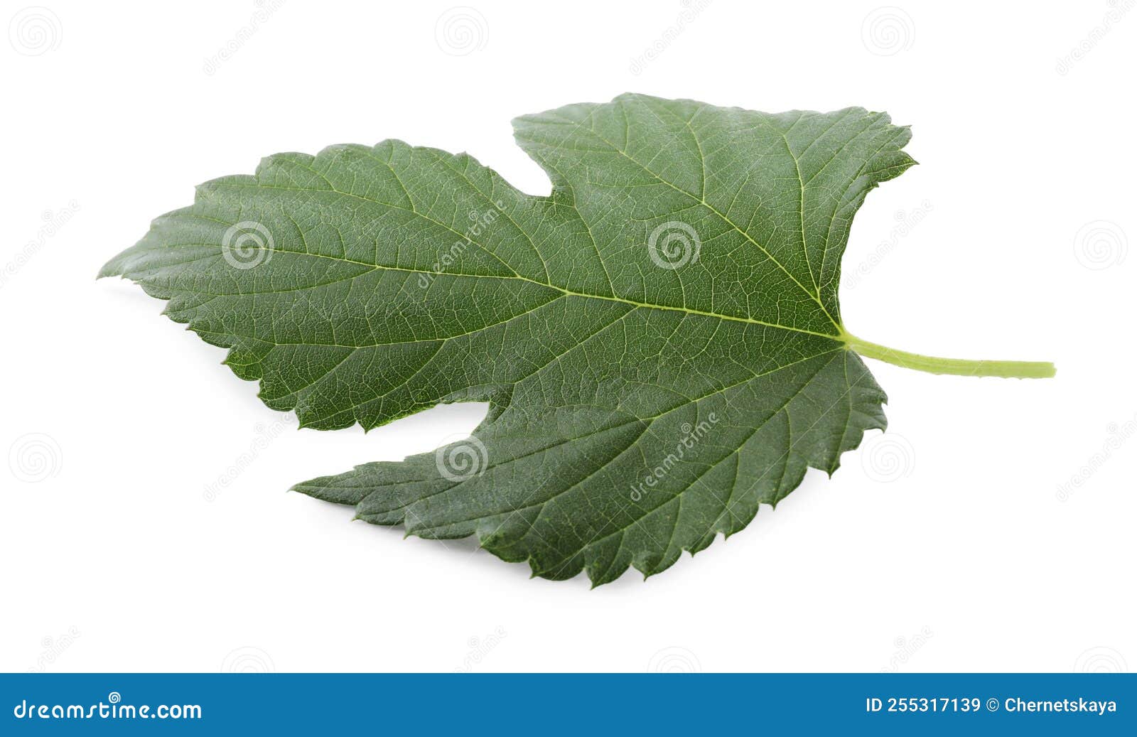Fresh Green Hop Leaf Isolated on White Stock Image - Image of green ...