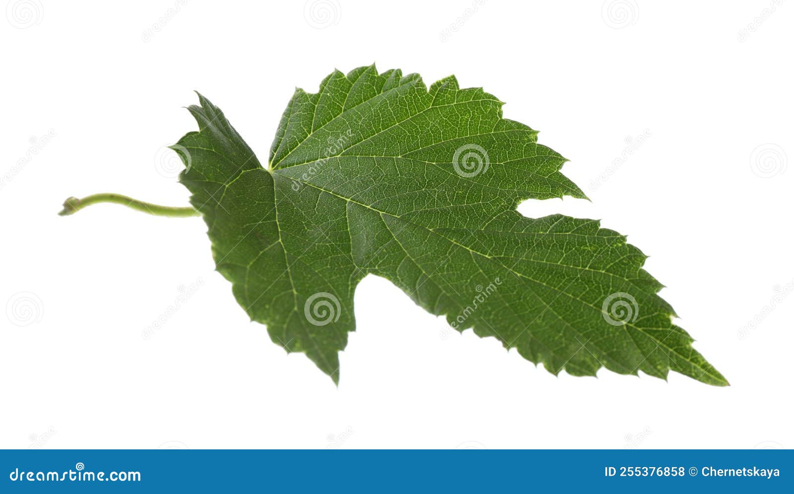 Fresh Green Hop Leaf Isolated on White Stock Photo - Image of herb ...