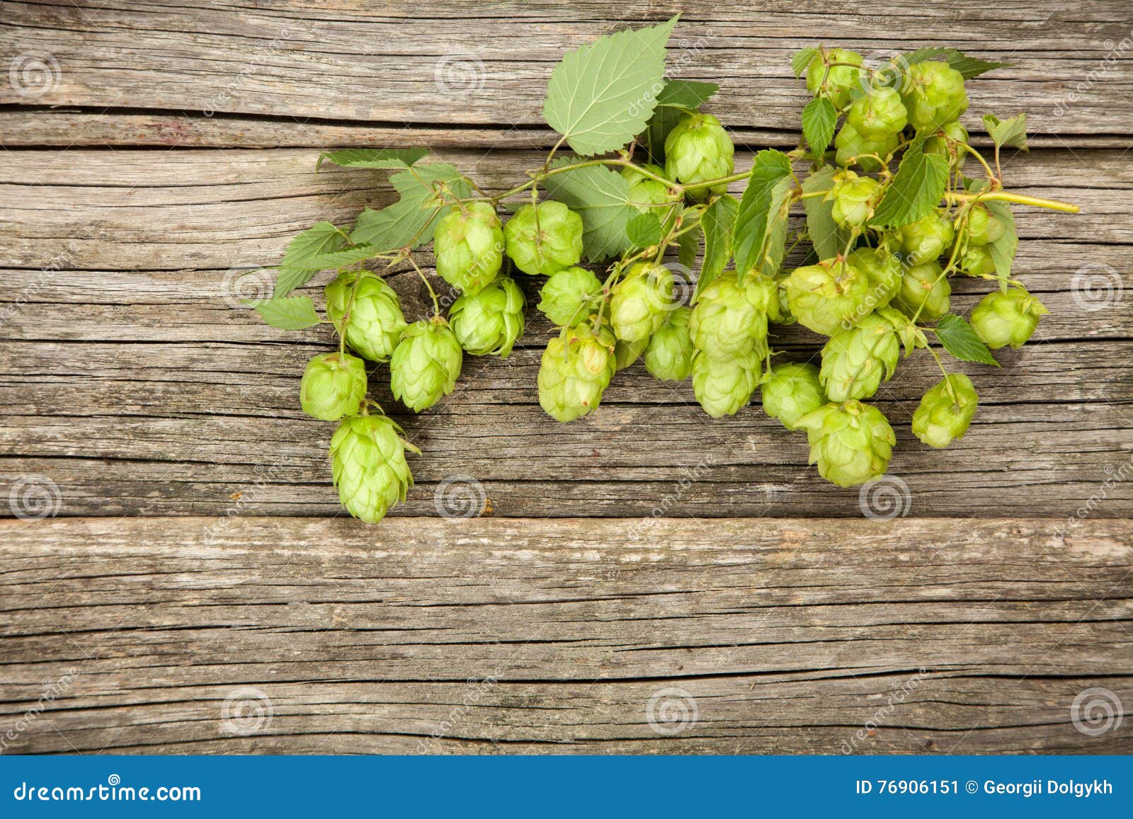 Fresh green hops stock image. Image of brewery, dark - 76906151