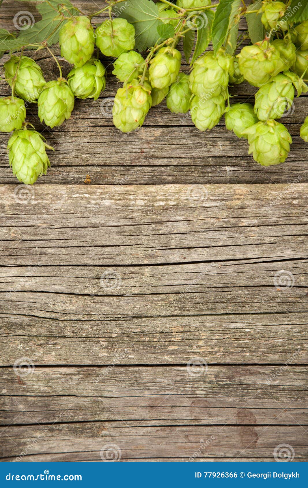 Fresh green hops stock photo. Image of close, brewery - 77926366
