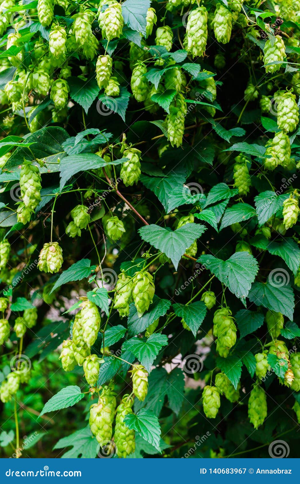 Fresh Green Hops Hanging from Branches in the Garden Stock Image ...