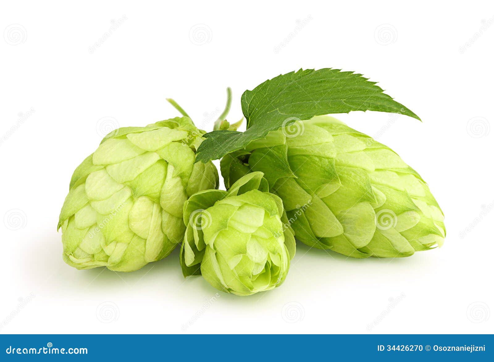 Fresh green hops leaf . stock photo. Image of botanical - 34426270