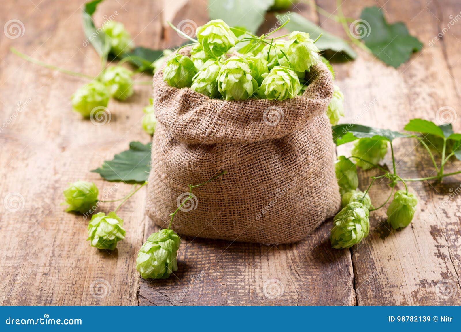 Green Hops Field. Fully Grown Hop Bines. Hops Field In Bavaria Germany ...