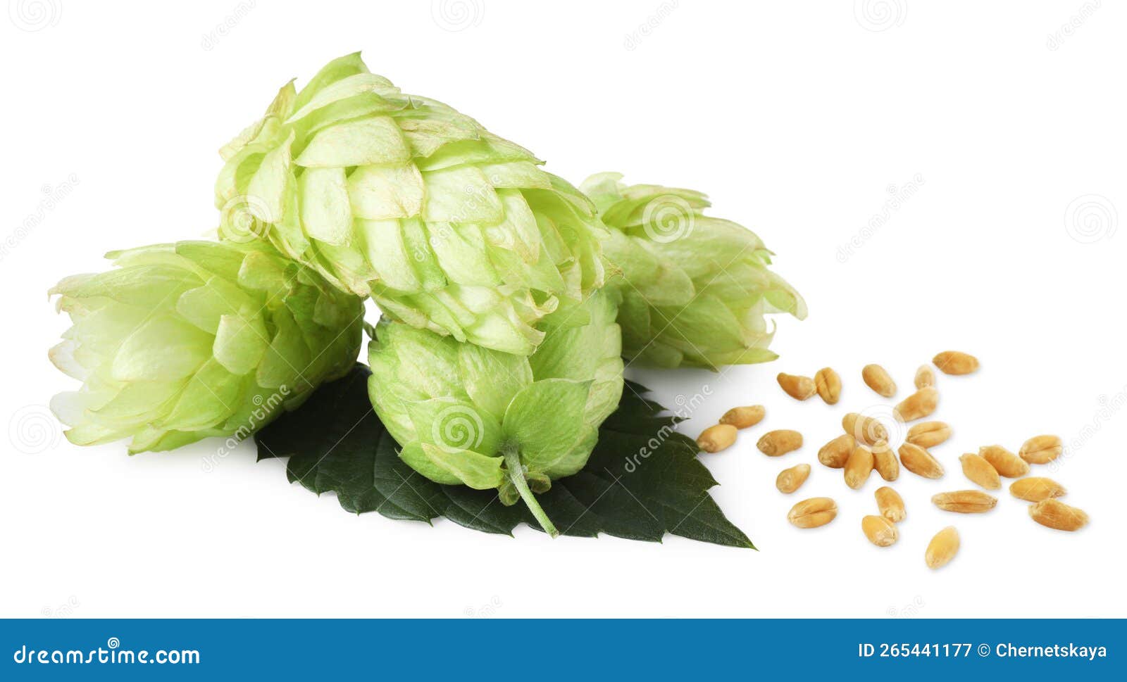 Fresh Green Hops and Wheat Grains on White Background Stock Image ...
