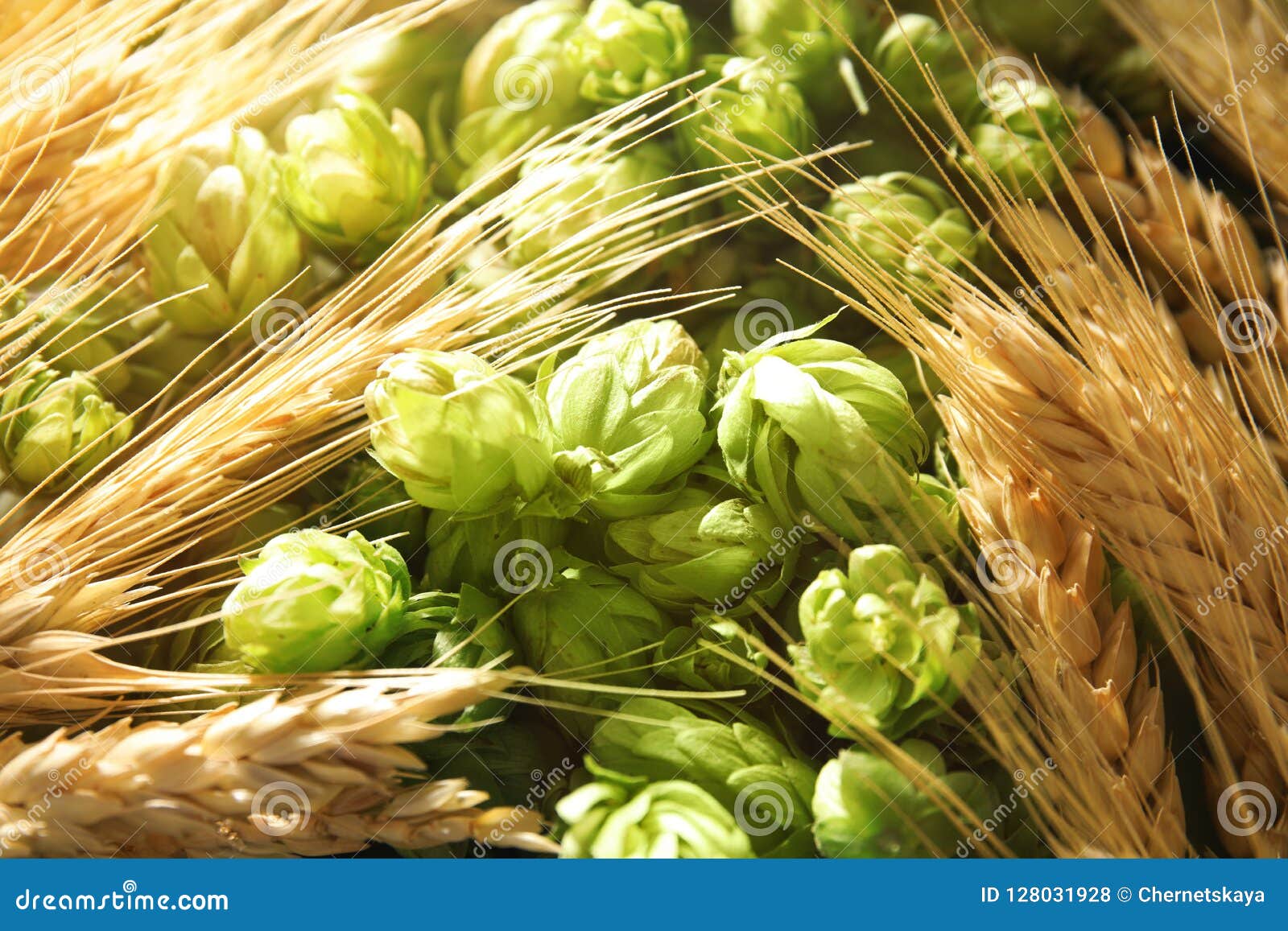 Fresh Green Hops and Wheat Spikes Stock Photo - Image of grain, herbal ...