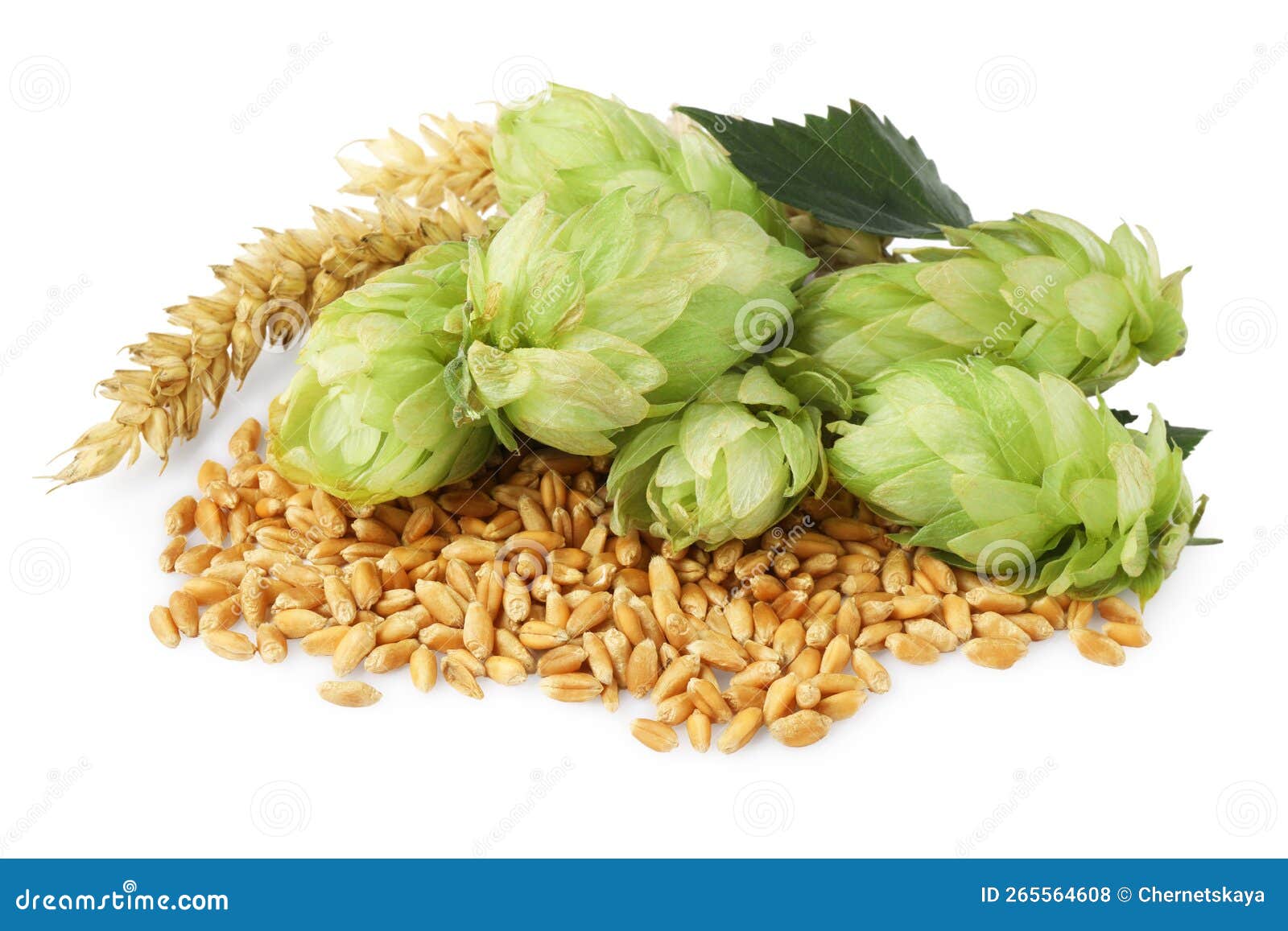 Fresh Green Hops, Wheat Spikes and Grains on White Background Stock ...