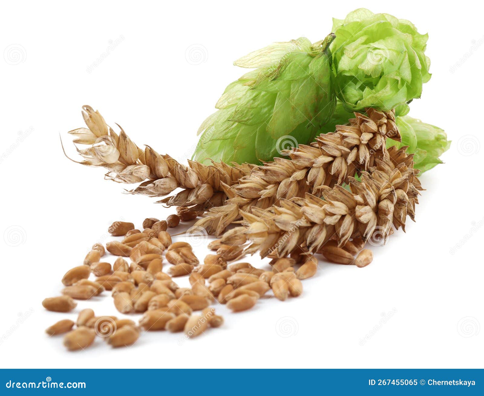 Fresh Green Hops, Wheat Spikes and Grains on White Background Stock ...