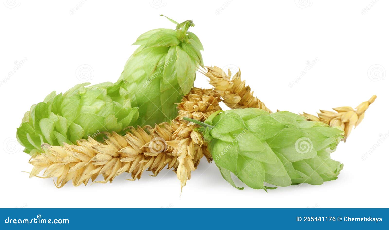 Fresh Green Hops and Wheat Spikes on White Background Stock Photo ...