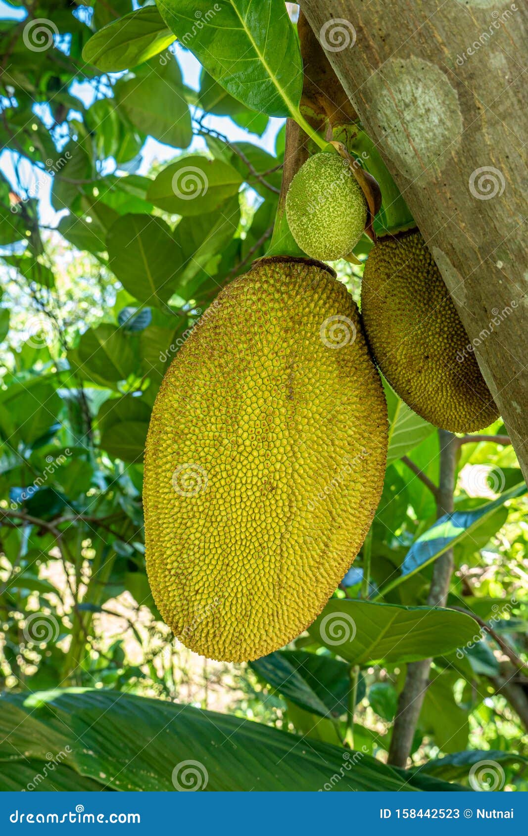 Green Jackfruit Growing on Jackfruit Tree Stock Image - Image of fresh ...